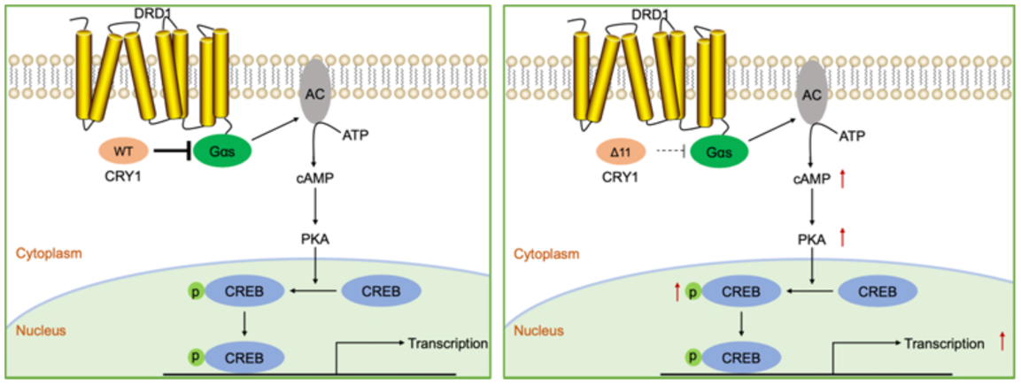 Publication in JCI Insight by Prof. Jiada Li's Laboratory , Hunan ...