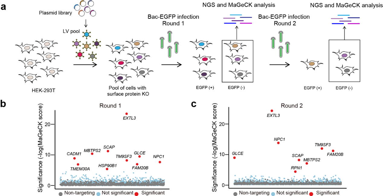 Publication in Nature Communications by Prof. Jiada Li's Laboratory ...